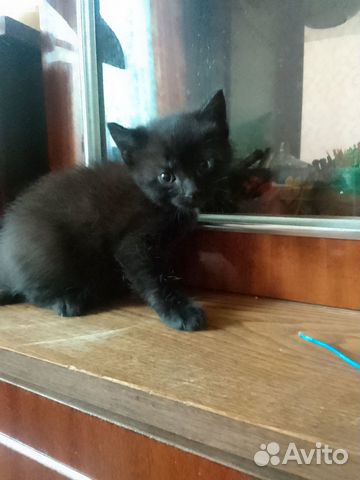 Кошка в дар бесплатно котятам нужен хозяин