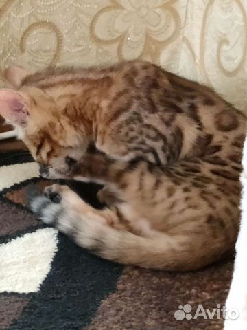 Бенгальская кошка
