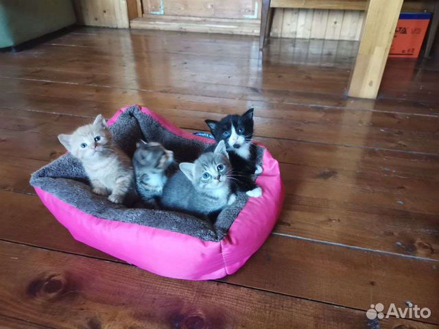 Котята отдам в добрые руки бесплатно