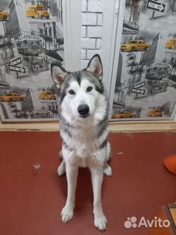 Сибирский хаски