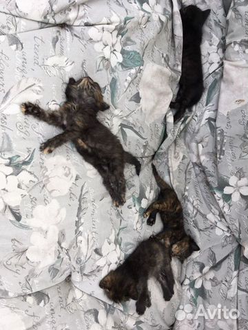 Котята
