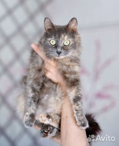 Молодая, нежная Кошка бобтейл