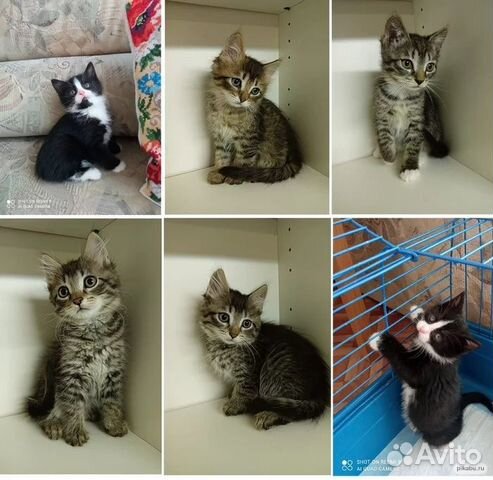 Завал подкинутых в клинику котят