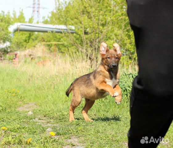 Неотразимый красавчик щенок-Огонек, в дар
