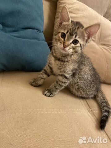 Кошка милашка