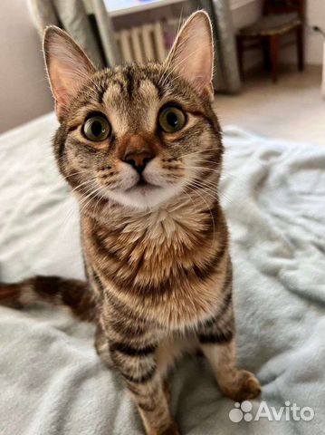 Потерялась кошка (Дора )