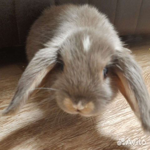 Кролик Карликовый в добрые руки