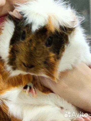 Морская свинка