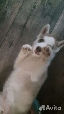 Собаки хаски щенки