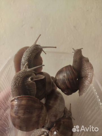 Большие улитки