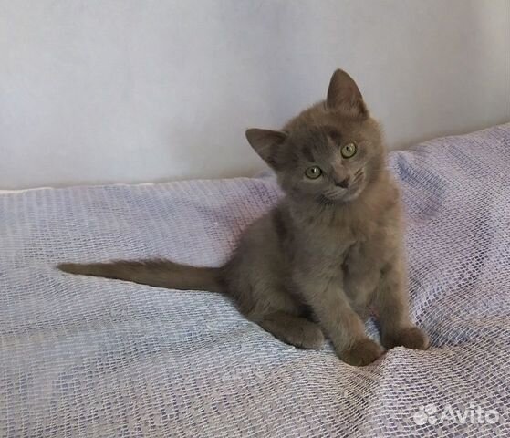 Плюшевые котята, маленькие львята