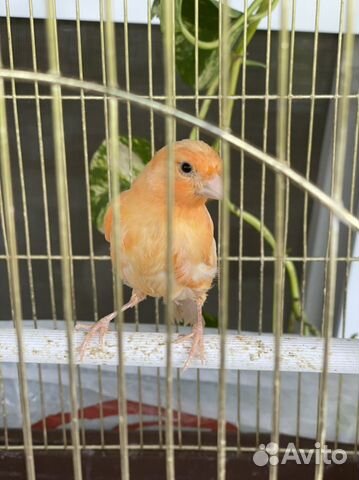 Кенара и канарейки