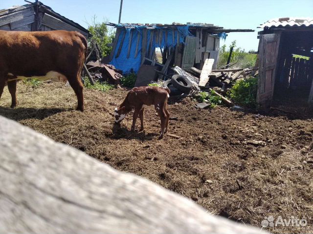 Корова с телком