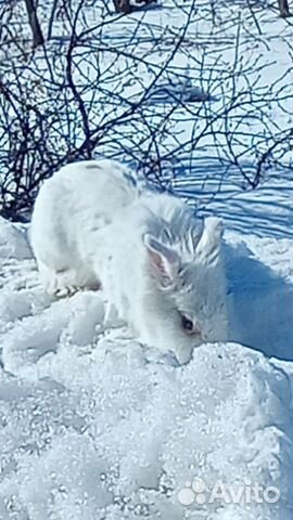 Продам декоративного кролика