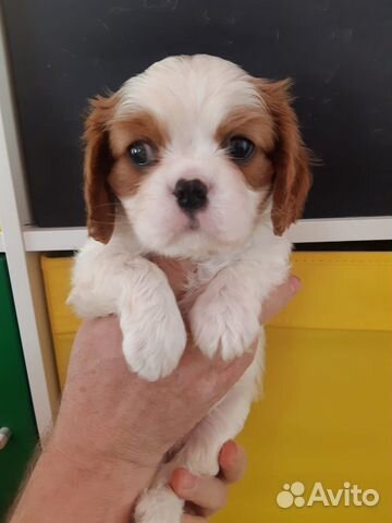 Кавалер кинг чарльз спаниель - новый помет