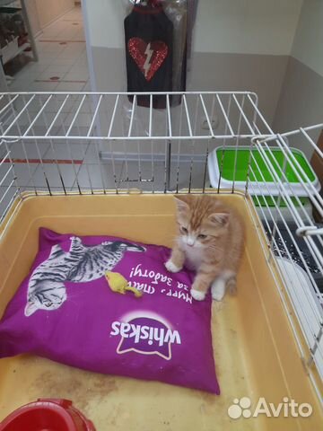 Котенок Максик