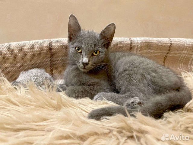 Ласковый котенок, метис Русской голубой