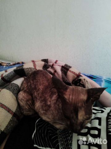 Донской сфинкс