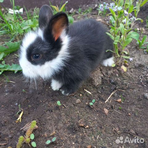 Декоративные кролики