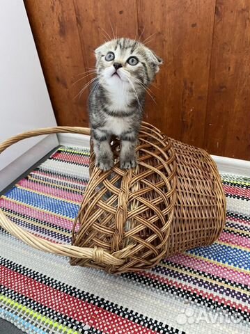 Котёнок шотланская вислоухая