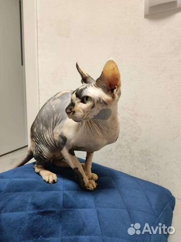 Канадский сфинкс девочка