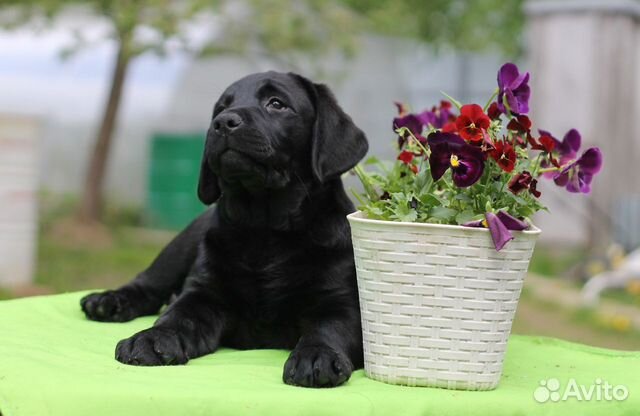 Лабрадор,чёрная девочка Орхидея