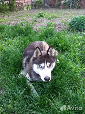 Вязка кобель Хаски