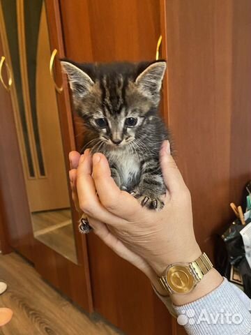 Крошечка в добрые руки