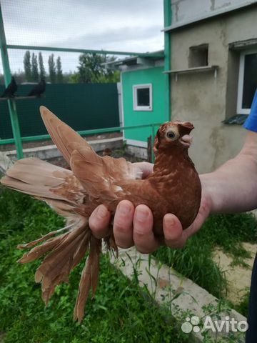 Голуби узбекские малоносые