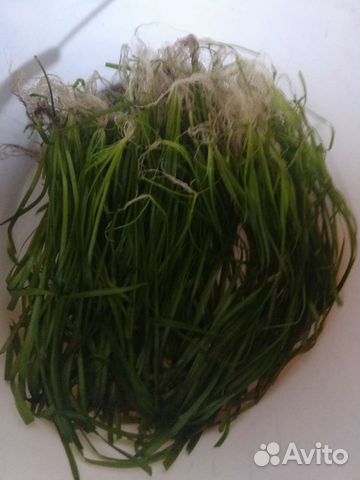 Валлиснерия