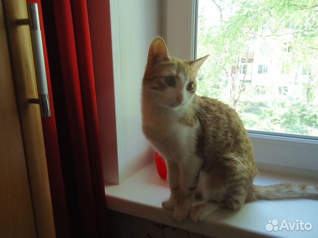 Кошечка Шуня