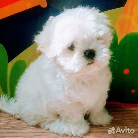 Мальтийская болонка щенки (Мальтезе)