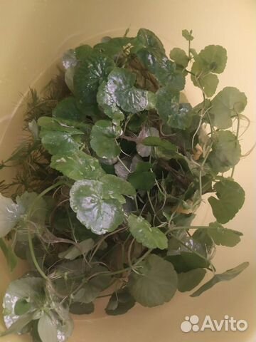 Щитолистник белоголовый