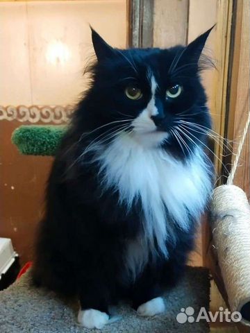 Сибирский кот