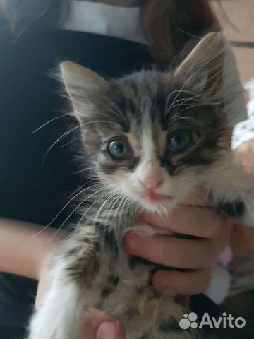 Кошка