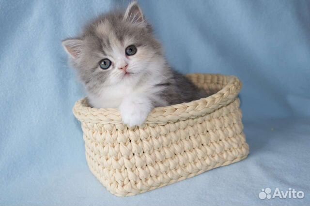 Голубокремовая девочка хайленд страйт