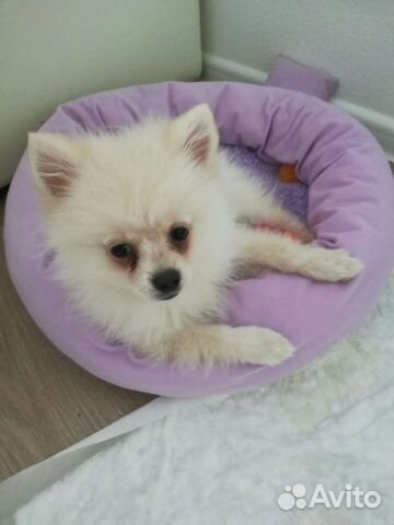 Щенок шпица