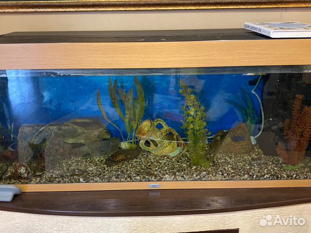 Аквариум