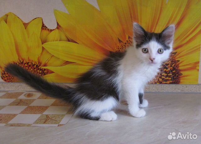 Нарядный котёнок