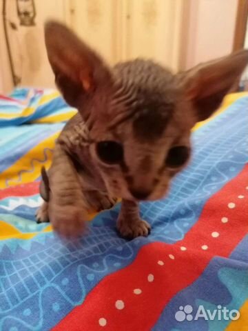 Канадский сфинкс