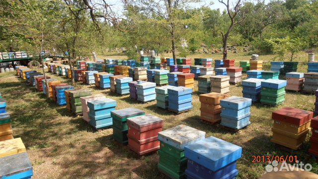 Пчёлы, пчеломатки, пчелопакеты. Линии 77 и 39