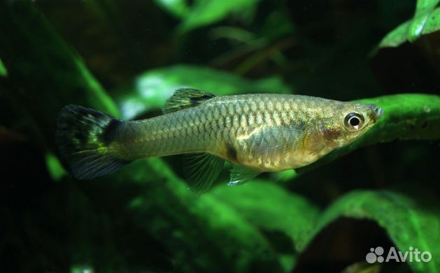 Гуппи, меченосцы, молинезии