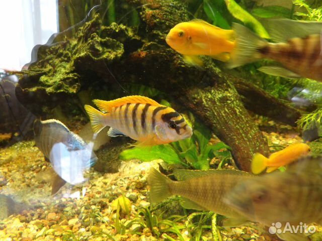 Мальки Лабидохромис Хонги