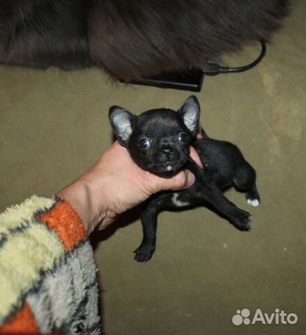 Чихуа - замри движение