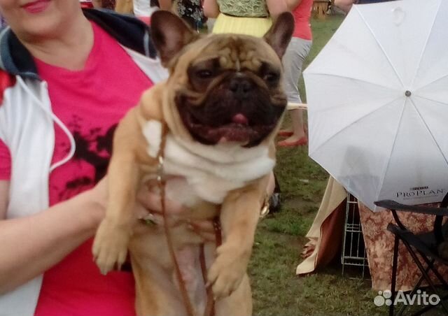 Очаровательные француз. бульдоги на вязку