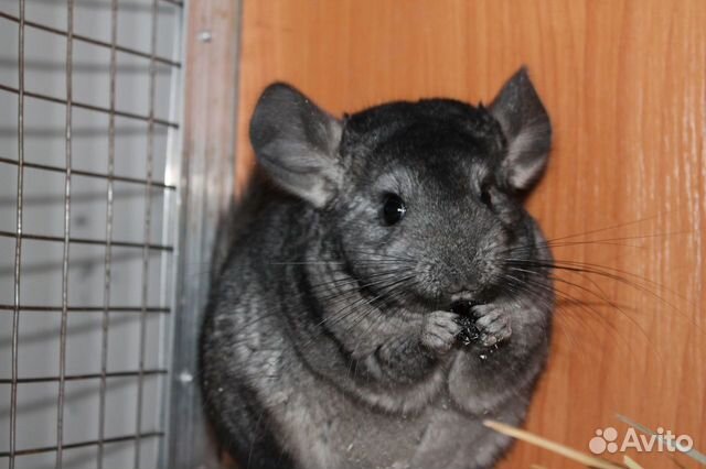 Шиншилла девочка