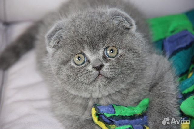 Вислоухие котята