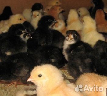 Продаются цыплята