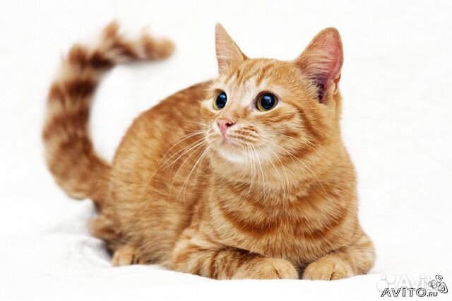 Кот Златик (котэ)