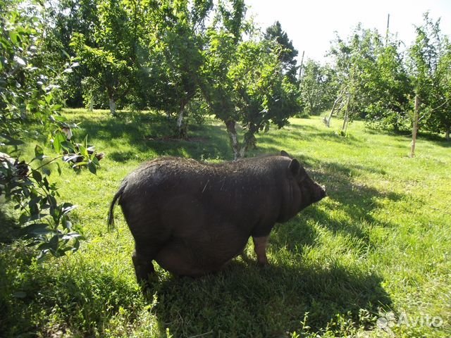 Вьетнамские супоросные свиньи